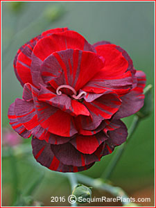 sequim rare plants | plant list | page one