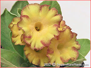 sequim rare plants | plant list | page four