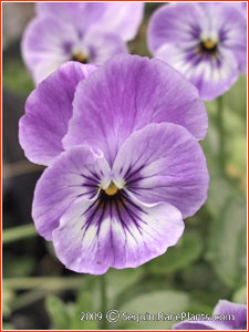 Viola 'Painted Porcelain' | sequim rare plants