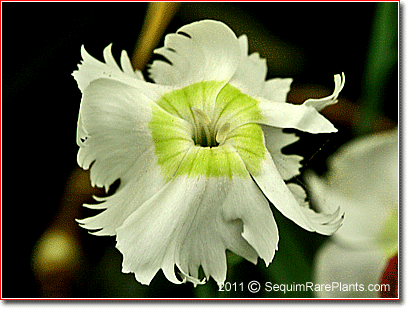 Dianthus 'Charles Musgrave' | sequim rare plants