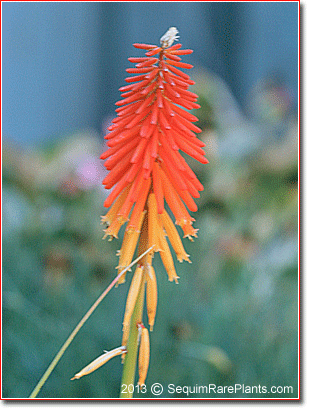Kniphofia 'Bressingham Comet' | sequim rare plants