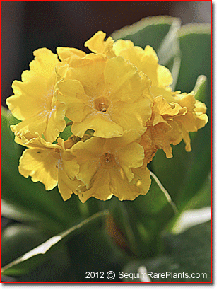Primula auricula 'Paradise Yellow' | sequim rare plants
