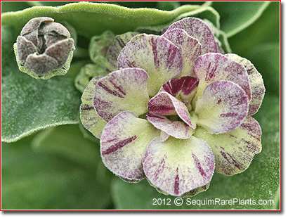 Primula auricula 'Stripey' | sequim rare plants