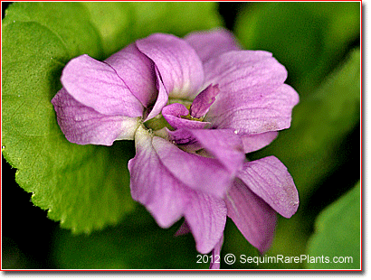 Viola odorata 'Double Rose de Bruant' | sequim rare plants